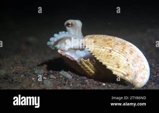 Octopus attack Stock Videos & Footage - HD and 4K Video Clips - Alamy