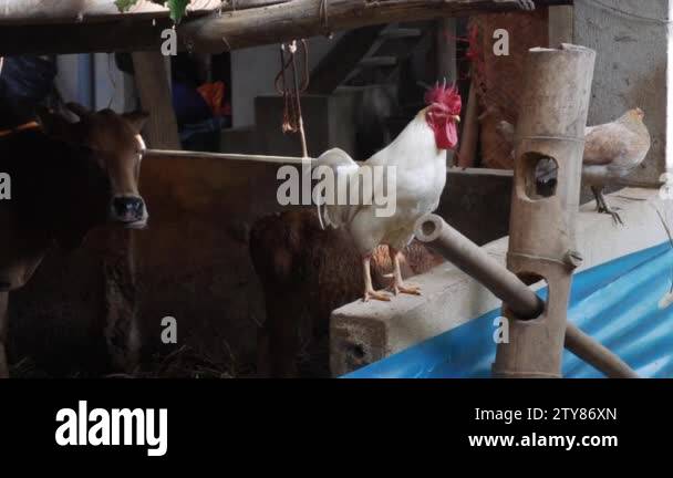 Sunrise farm animals Stock Videos & Footage - HD and 4K Video Clips - Alamy