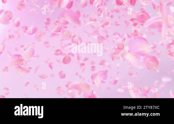 Pink Rose Petals falling loopable background in 4K Stock Video Footage ...