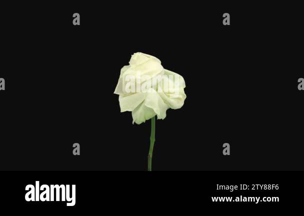 Rev rose Stock Videos & Footage - HD and 4K Video Clips - Alamy