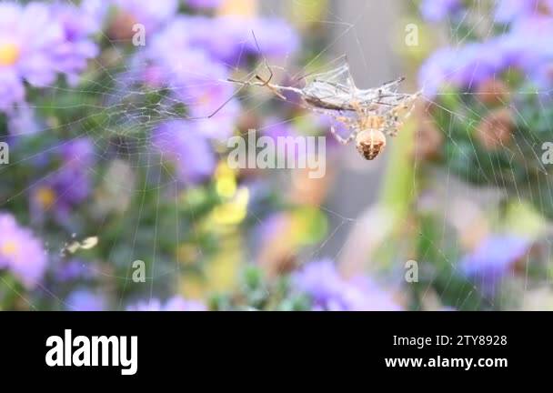 Spider catching bugs Stock Videos & Footage - HD and 4K Video Clips - Alamy