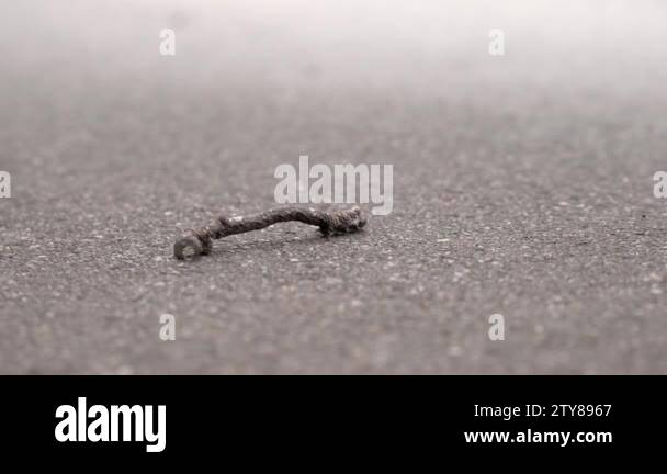 Inchworm larvae geometer moth Stock Videos & Footage - HD and 4K Video ...