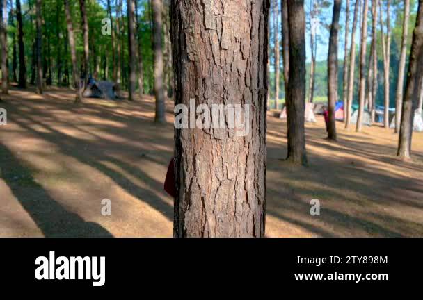 People are embracing the concept of preserving trees and nature, the ...