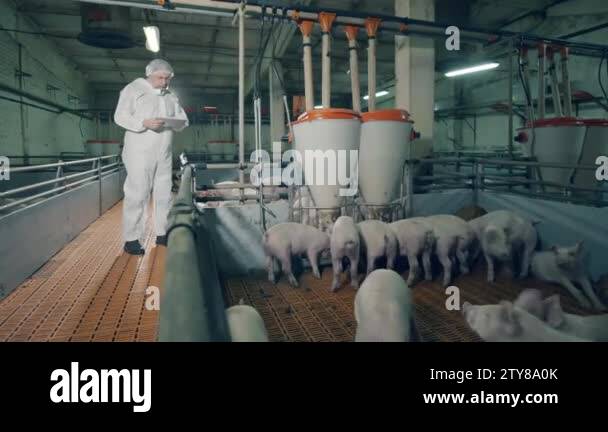 Male inspector is watching piggies while feeding. Veterinarian works at ...