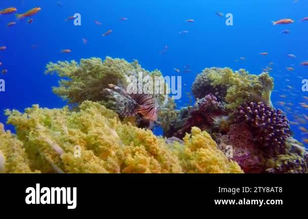 Sea broccoli Stock Videos & Footage - HD and 4K Video Clips - Alamy