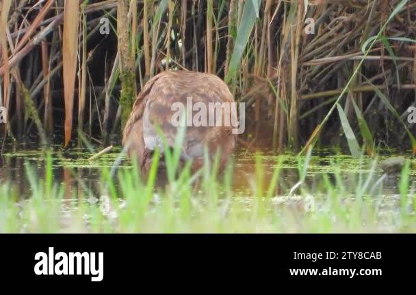 Duck front Stock Videos & Footage - HD and 4K Video Clips - Alamy