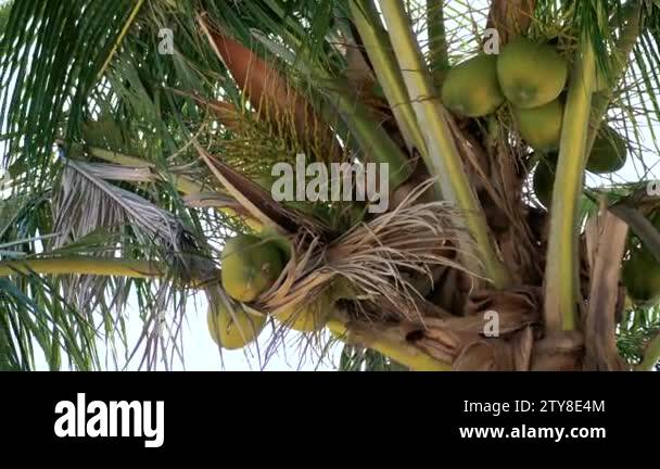 Much coconuts Stock Videos & Footage - HD and 4K Video Clips - Alamy