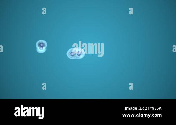 Scientific illustration of cells dividing by osmosis. 3D render ...