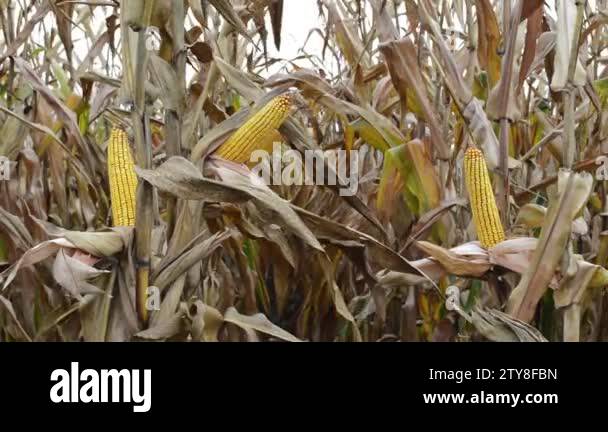 Ear maize Stock Videos & Footage - HD and 4K Video Clips - Alamy