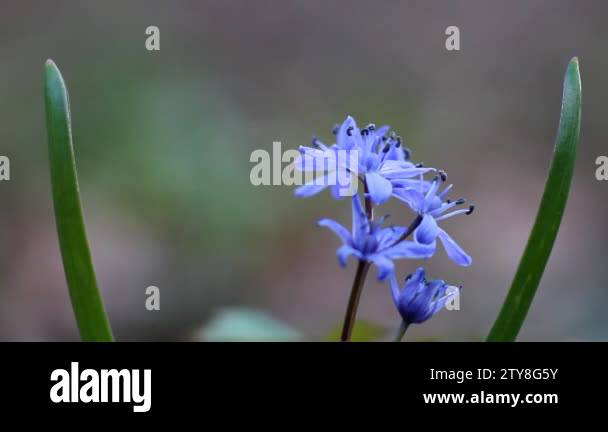 Vulnerable plant Stock Videos & Footage - HD and 4K Video Clips - Alamy
