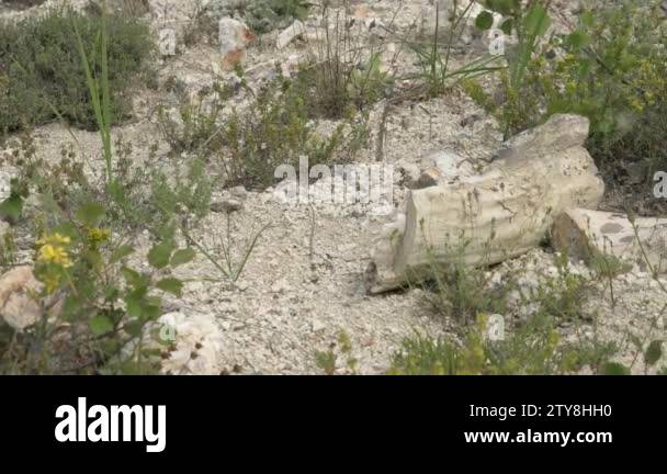 Petrified forest in which tree trunks have fossilized. Silicified trunk ...