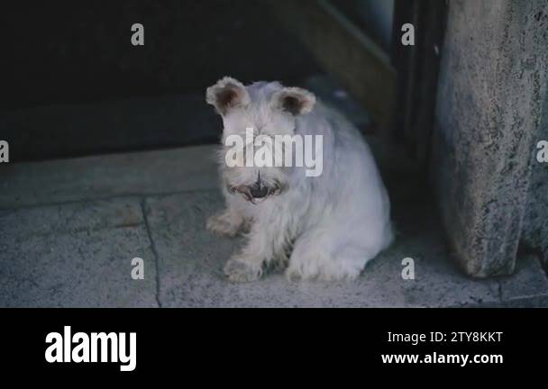 Miniature schnauzer dog breed Stock Videos & Footage - HD and 4K Video ...