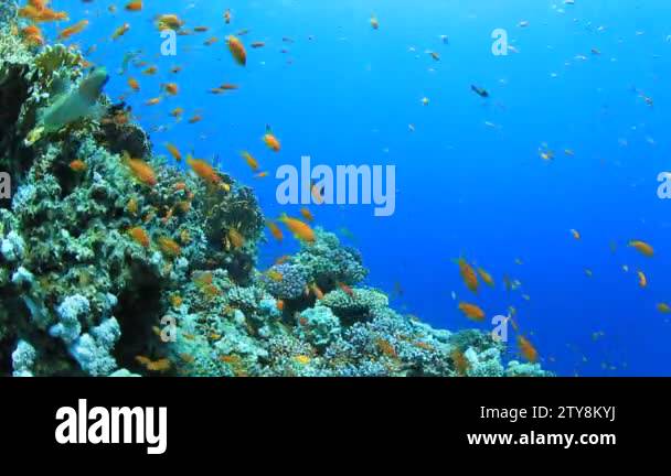 Coral reefs scene with tropical fish underwater Stock Video Footage - Alamy