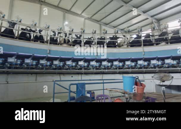 Cows during milking on a rotary milking parlor in a large dairy farm Stock Video Footage - Alamy