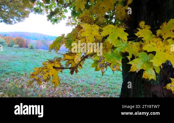 Dying maple tree Stock Videos & Footage - HD and 4K Video Clips - Alamy