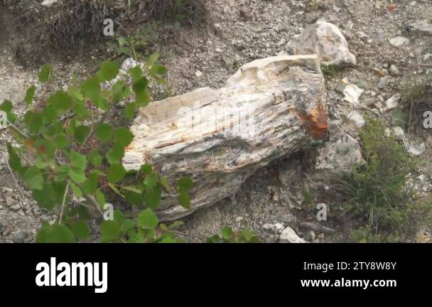 Petrified forest in which tree trunks have fossilized. Silicified trunk ...