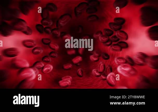 Human circulatory system. 3D loop animation of human blood vessel with ...