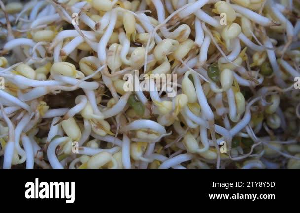Vegetable bean sprout Stock Videos & Footage - HD and 4K Video Clips ...