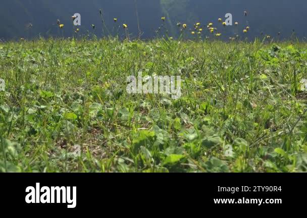 Prairie habitat Stock Videos & Footage - HD and 4K Video Clips - Alamy