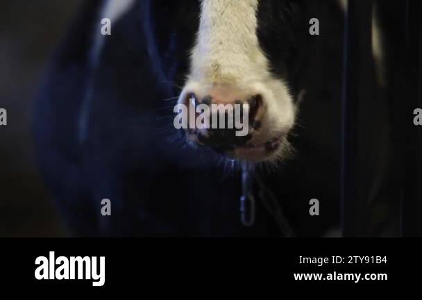 The wet nose of a cow after drinking water, against light. steam comes ...