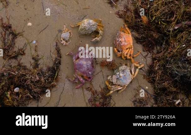Sea animals on beach Stock Videos & Footage - HD and 4K Video Clips - Alamy