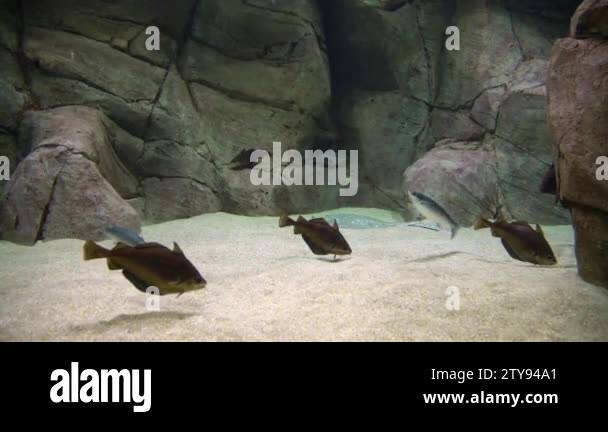 Cod fish - Gadus morhua. Underwater shot of atlantic cod swimming and ...