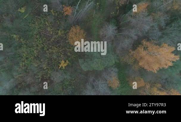 Man running through the forest Stock Video Footage - Alamy