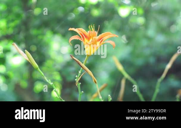 Fire lily lilium bulbiferum flowers Stock Videos & Footage - HD and 4K ...