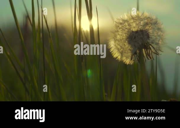 Grassland dandelion Stock Videos & Footage - HD and 4K Video Clips - Alamy