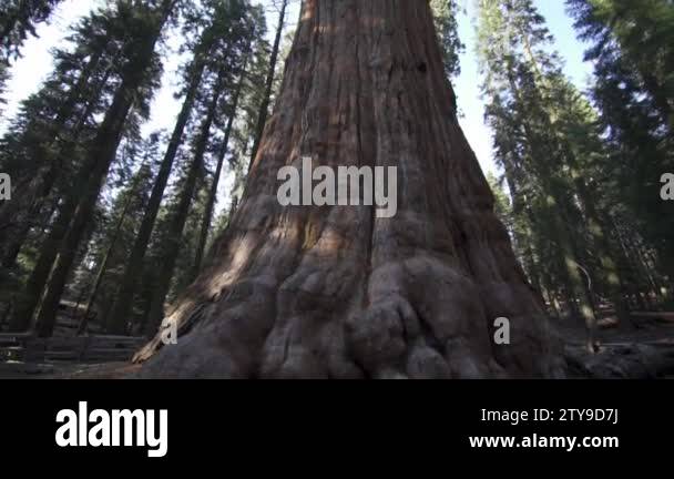 sequoia national park the giant forest general sherman tree the worlds ...