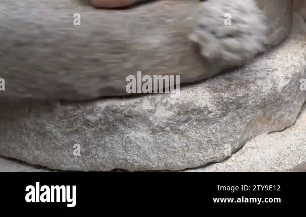 Close-up footage of medieval hand-driven millstone grinding wheat. The ...