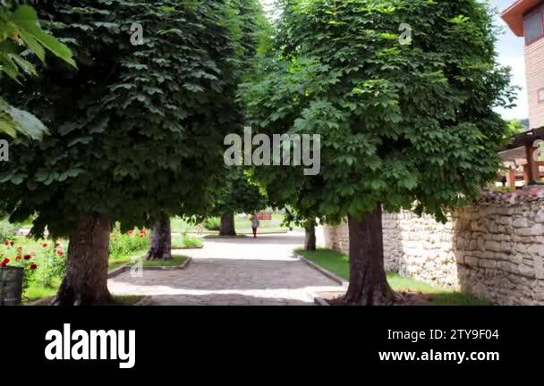 Chinar tree Stock Videos & Footage - HD and 4K Video Clips - Alamy