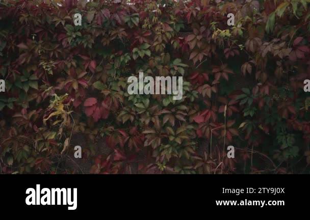 Winding vines Stock Videos & Footage - HD and 4K Video Clips - Alamy