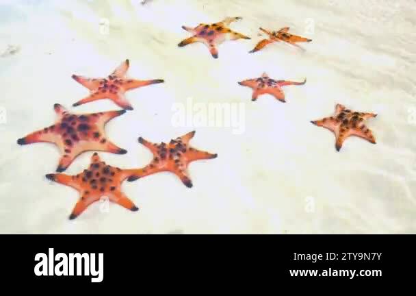Coconut on the hand on summer holidays on the Phu Quoc island with ...