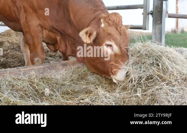 Herd cows in marche Stock Videos & Footage - HD and 4K Video Clips - Alamy