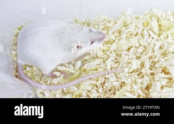 Mouse head lab Stock Videos & Footage - HD and 4K Video Clips - Alamy