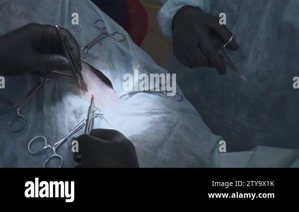 surgical sutures on a cat after a successful operation. Vet doing the ...