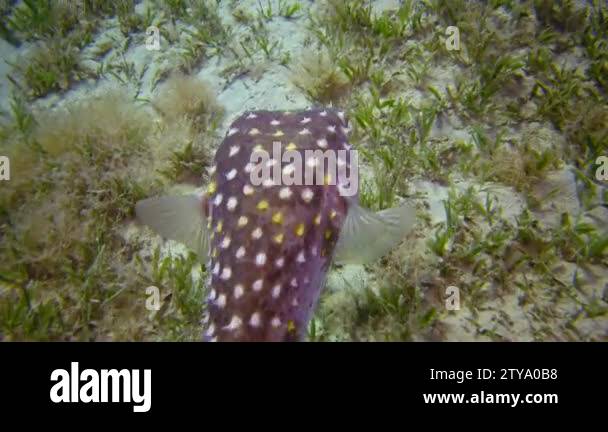 Yellowspotted burrfish (Cyclichthys spilostylus), fish swims above the ...
