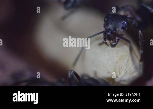 Ants and pupae Stock Videos & Footage - HD and 4K Video Clips - Alamy