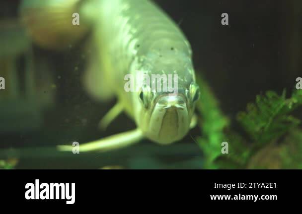 Big aravana fish swimming in aquarium water close up. Exotic fish ...