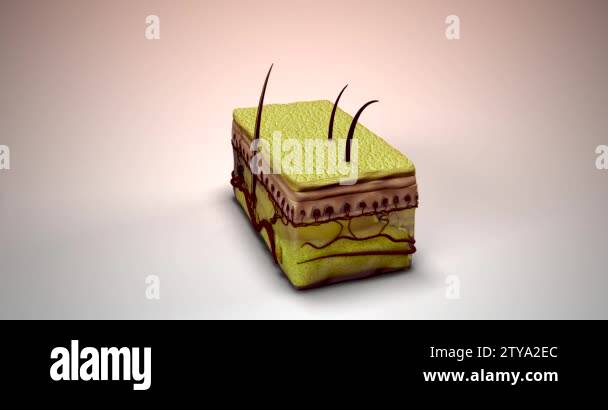 Skin Anatomy 4K Animation, This animation shows a cross-section of the ...