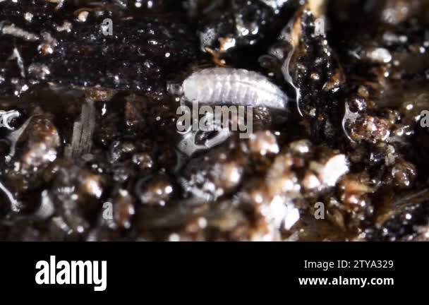 woodlouse, extreme close-up, terrestrial, isopod, crustacean, Isopoda ...