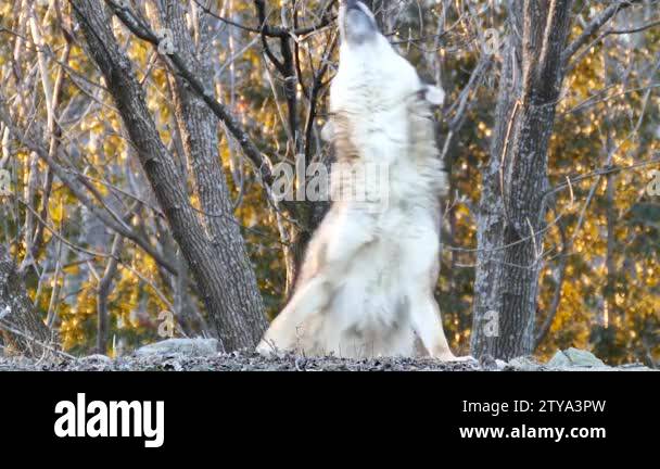 Gray wolf canis lupus stretching Stock Videos & Footage - HD and 4K ...