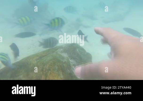 Sea bite Stock Videos & Footage - HD and 4K Video Clips - Alamy