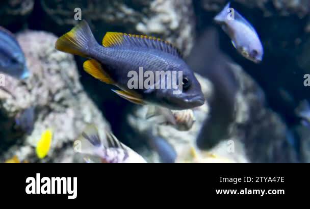 Mbuna Stock Videos & Footage - HD and 4K Video Clips - Alamy