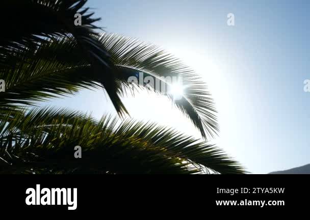 Sun rays pass through the branches of palm trees moving by tropical ...