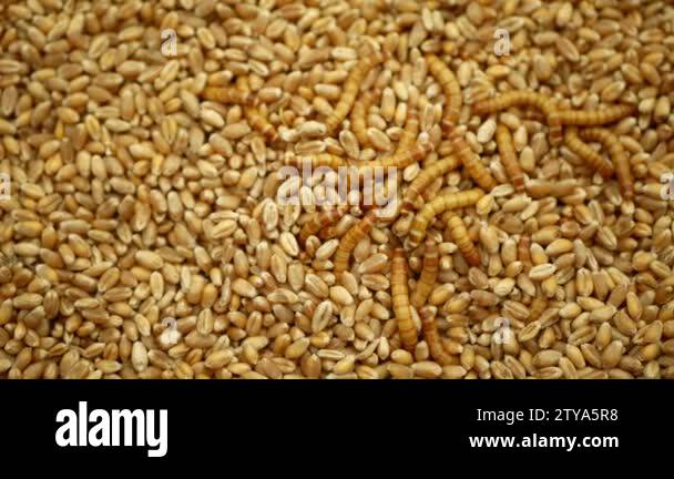 Mealworm larvae Tenebrio molitor pest worm larva white on grain wheat ...