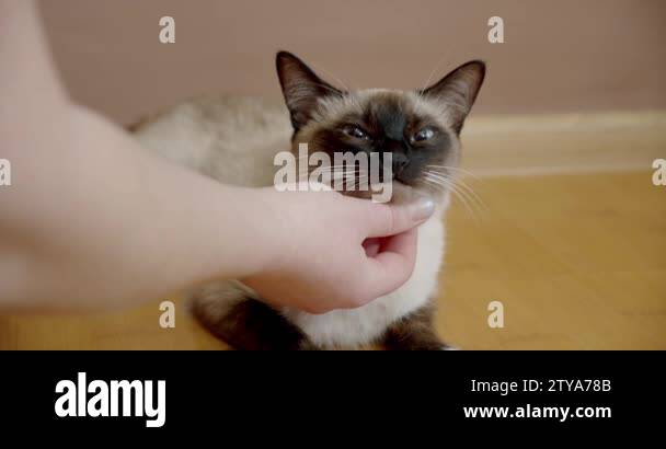 Cute Thai cat feeling relaxing pleasing and happy when been cuddling by ...