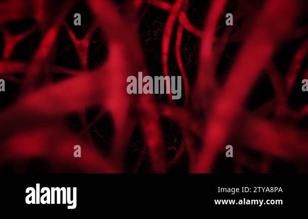 Human cardio vascular system with red blood vessels. Heart beat ...