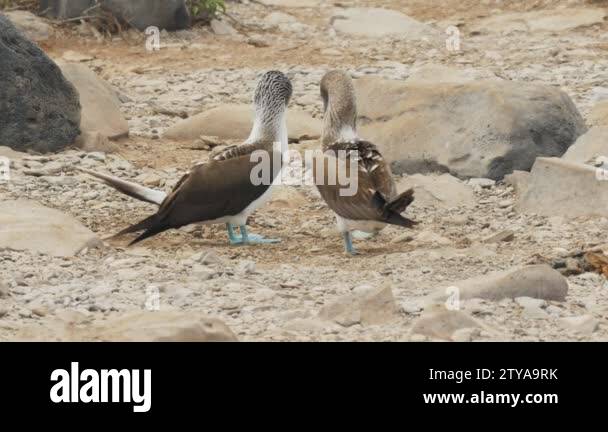 Pair blue footed boobies Stock Videos & Footage - HD and 4K Video Clips ...
